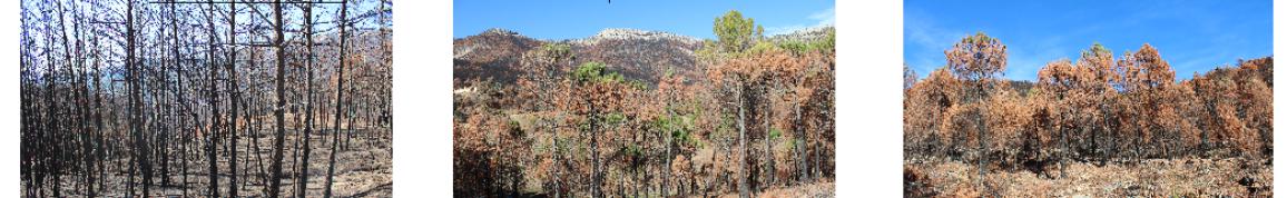 UAV LiDAR for forest fires severity | Routescene